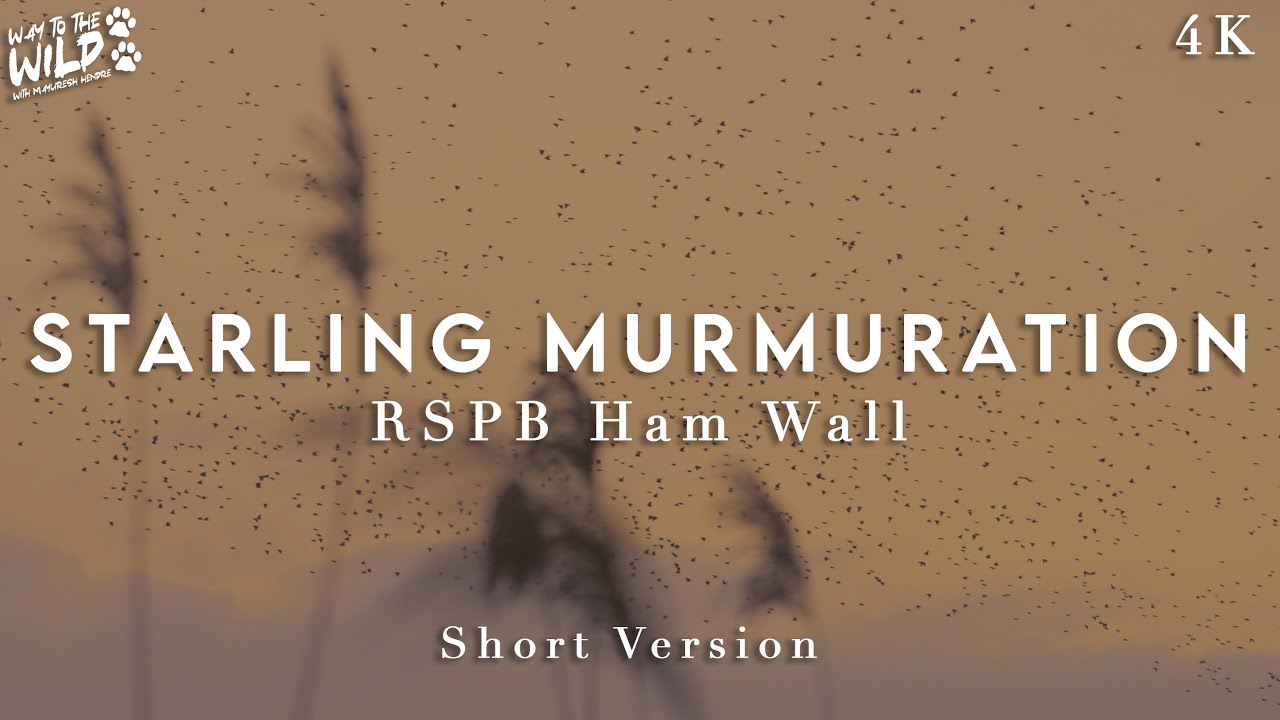Starling Murmuration at Ham Wall | Mayuresh Hendre | Way to The Wild ...