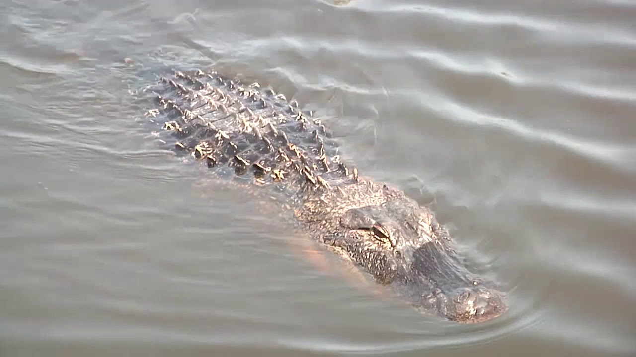 Alligator Lurks During Hurricane Harvey Cleanup In Rockport, TX - YouTube