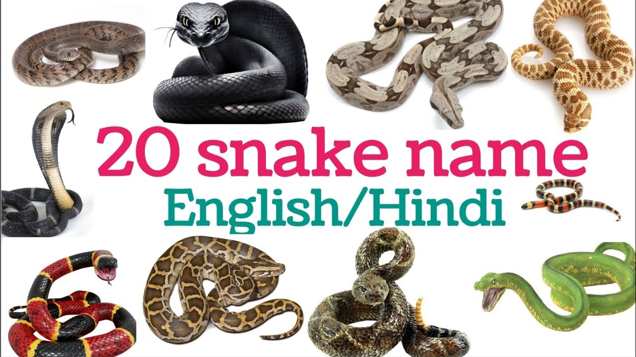 Snake Names for Kids | Learn 20 Types of Snakes in English | Preschool ...