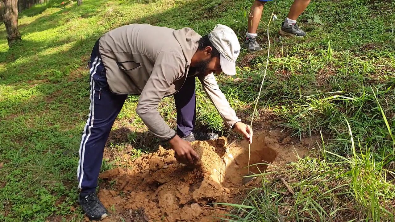 Plantation Program - YouTube