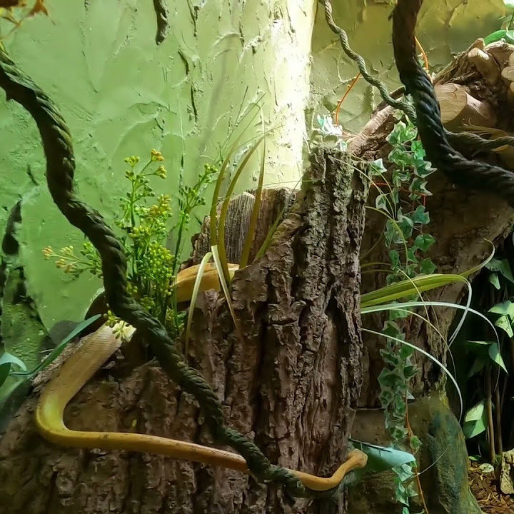 Sleek and Sinuous: The Amazon Tree Boa's Fascinating Form! - YouTube