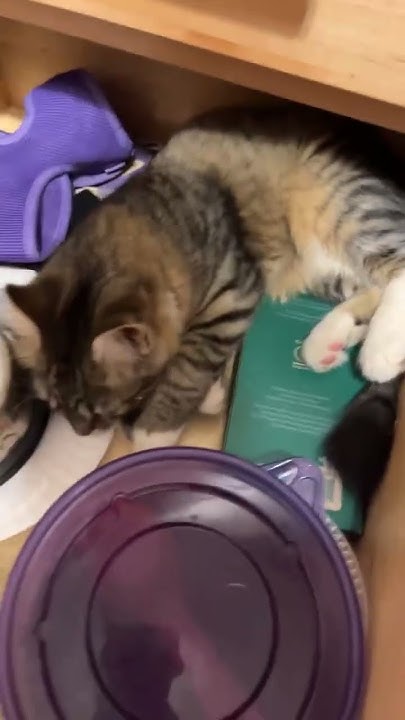 Crazy for catnip 🍃 #kitten #catnip #cute #shorts - YouTube