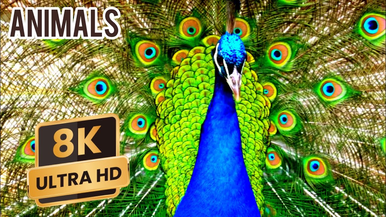 ULTIMATE WILD ANIMALS COLLECTION 8K ULTRA HD / 8K TV - YouTube
