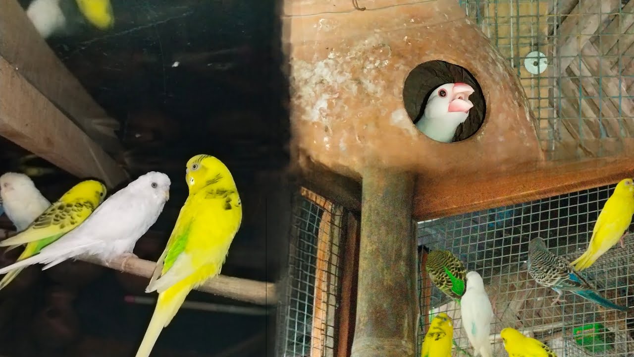 please subscribe my YouTube channel Ss Bird love #birds #ssbirdlove # ...