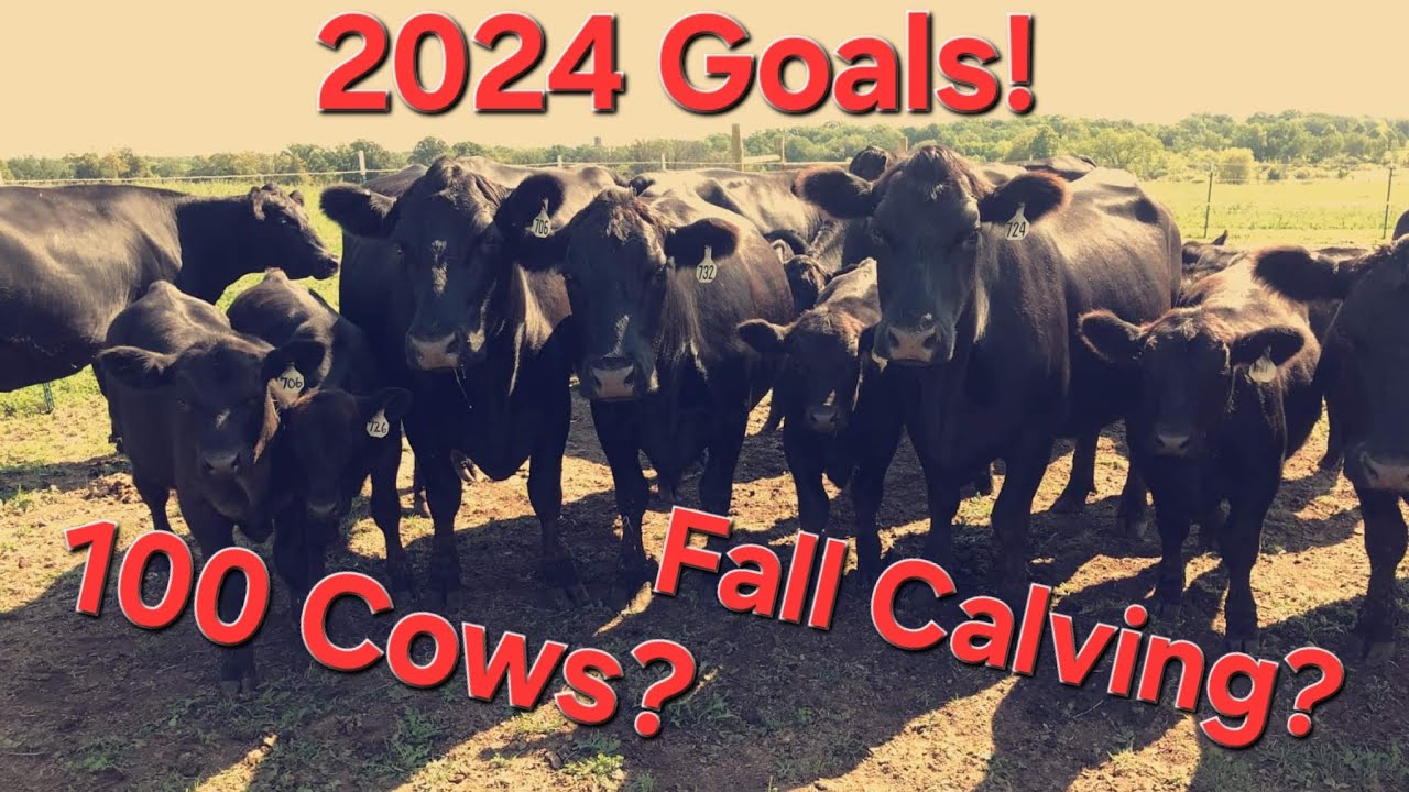 The Future Of Cattle On This First-generation Farm! - YouTube
