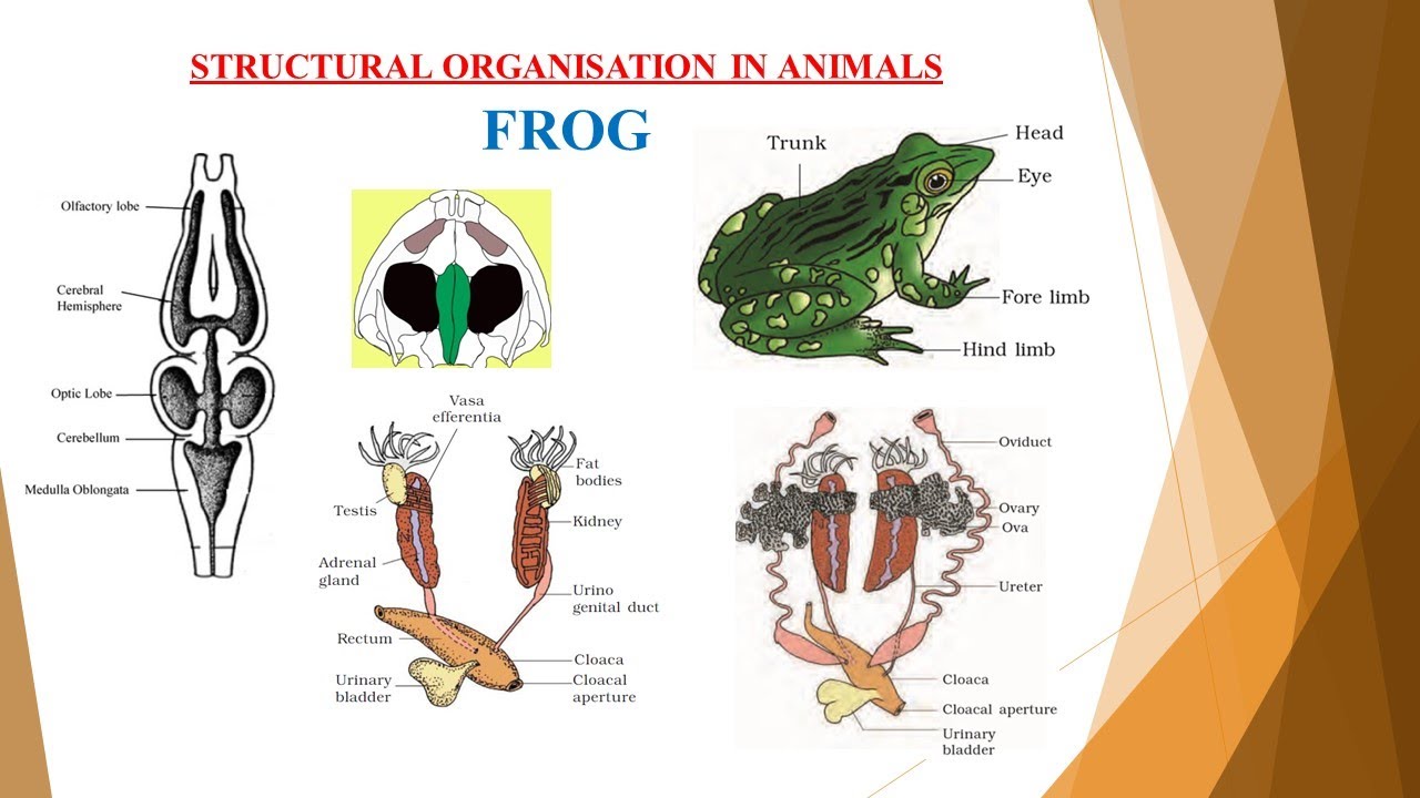 structural organisation in animals I organ system of frog I chap 7 I ...