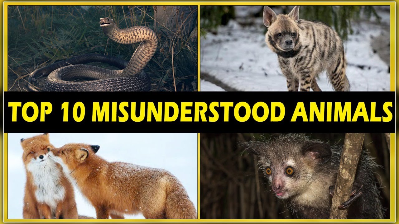 Top 10 Misunderstood Animals - YouTube