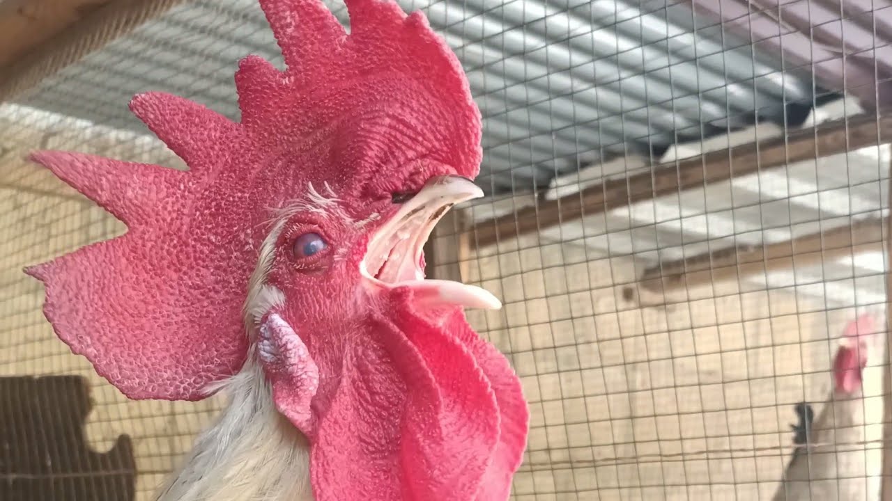 Rooster Crowing Loudly | my rooster video 🐓 - YouTube
