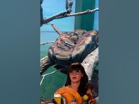 Can ball pythons live together? - YouTube