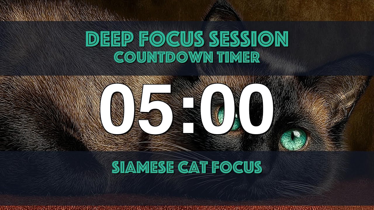 5 Minutes of Pure Focus with a Calming Cat | Study Timer & Ambient Rain ...
