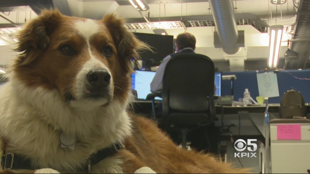 Mixed-Breed Mutt Puts Dog DNA Tests Through Their Paces - YouTube