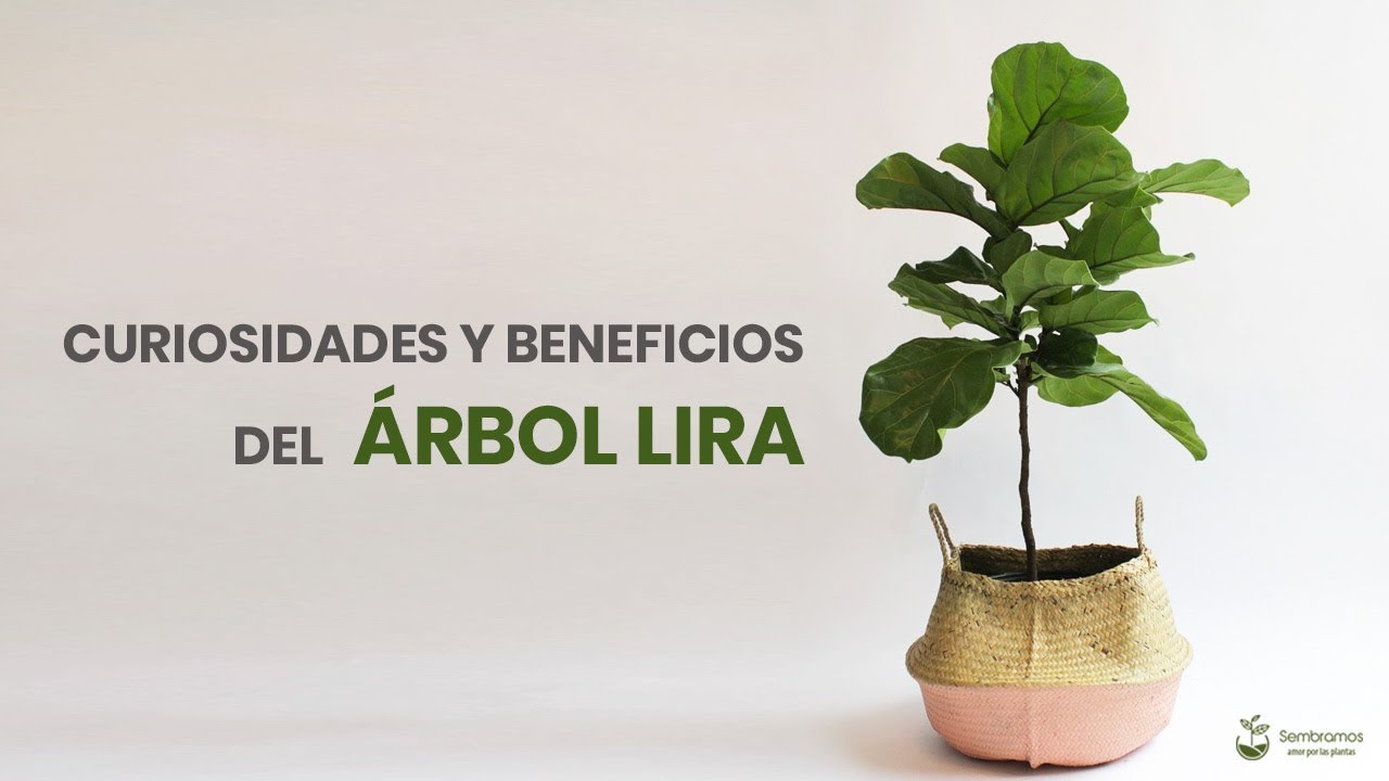Curiosidades y beneficios del Árbol Lira - YouTube