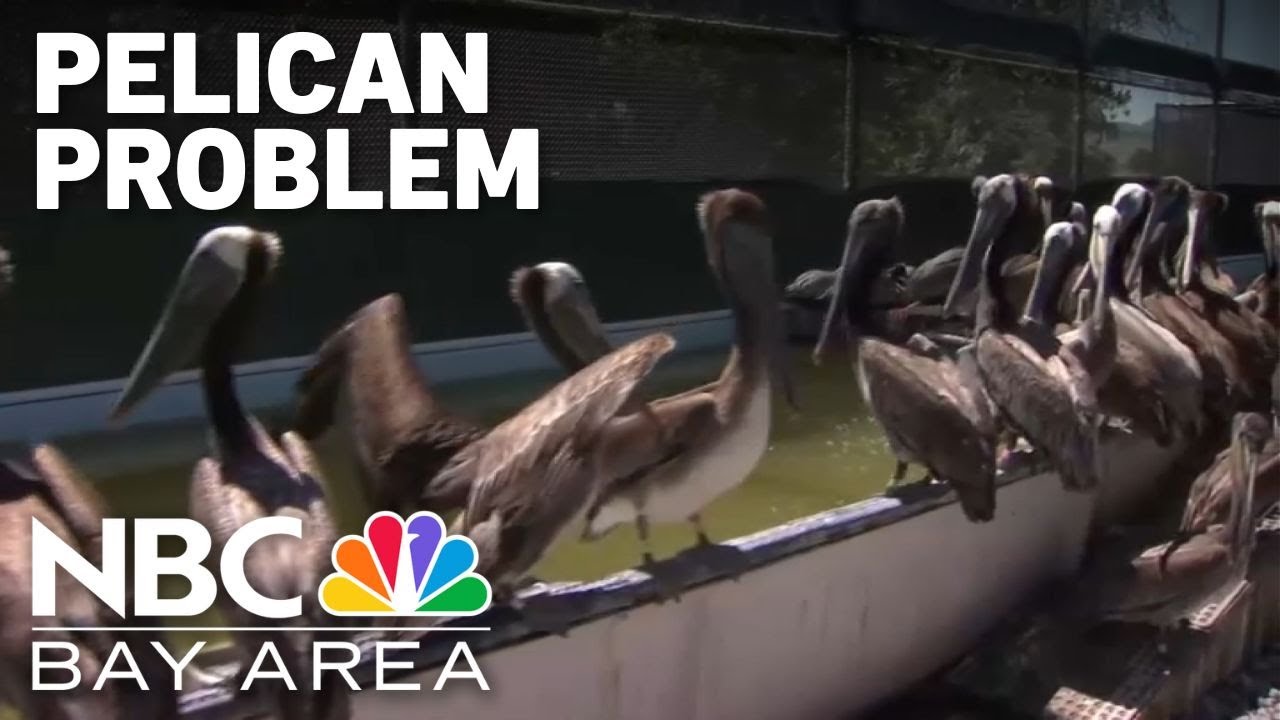Wildlife experts highlight brown pelicans problem after viral ...