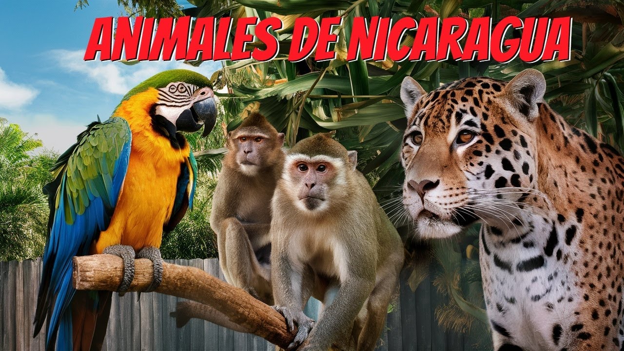 ¡Descubre la Fauna de Nicaragua! 🦁🦜 | Preguntas y Respuestas de ...