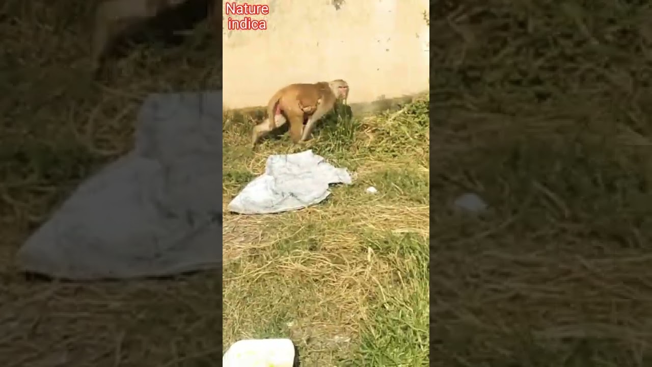 Monkey | Bandar | बंदर | bandhure | vanar - YouTube