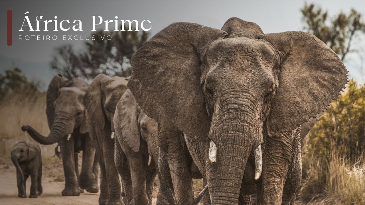 África Prime | Roteiro Exclusivo - YouTube
