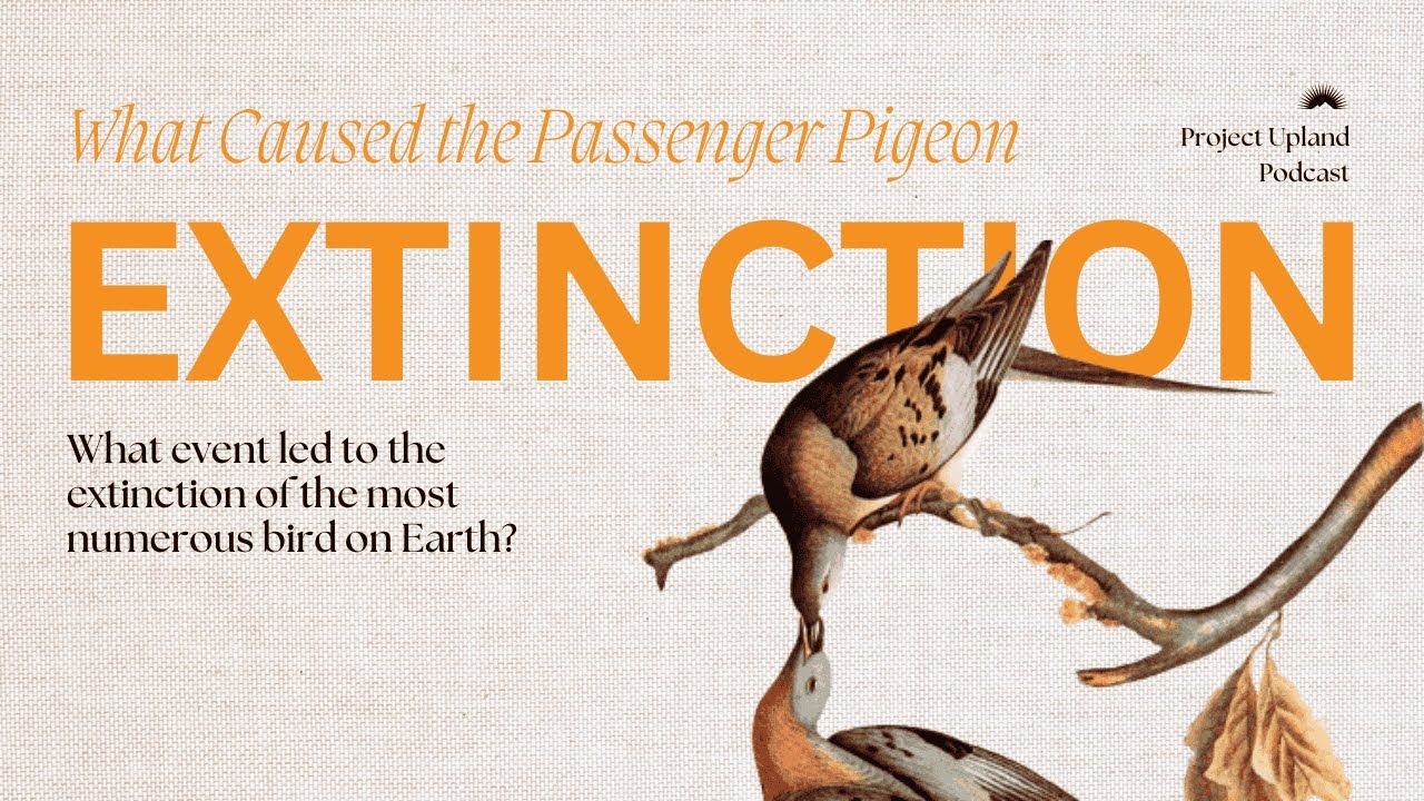 S1E3 What Caused the Passenger Pigeon Extinction? - YouTube