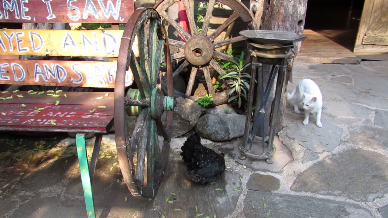 Kadir's Tree Houses Olympos, Turkey - YouTube
