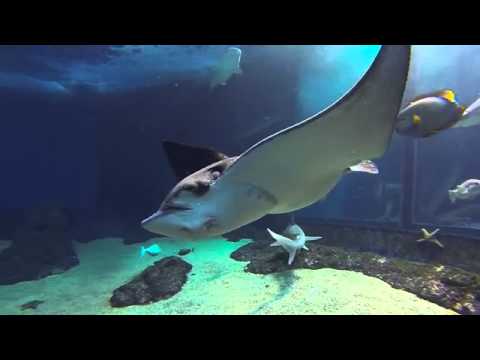 Shark Dive Maui - YouTube