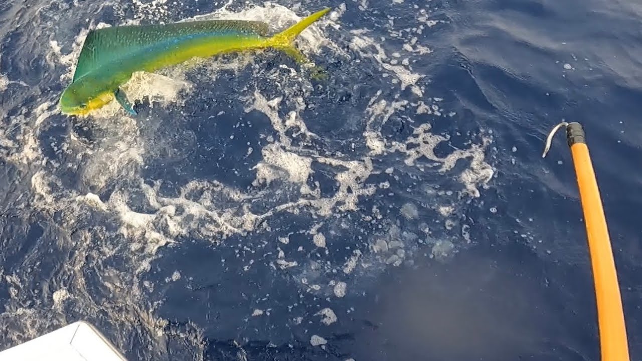 HOW TO CATCH BIG MAHI-MAHI with LIVE BAIT - Catch & Cook - Ep 34 - YouTube