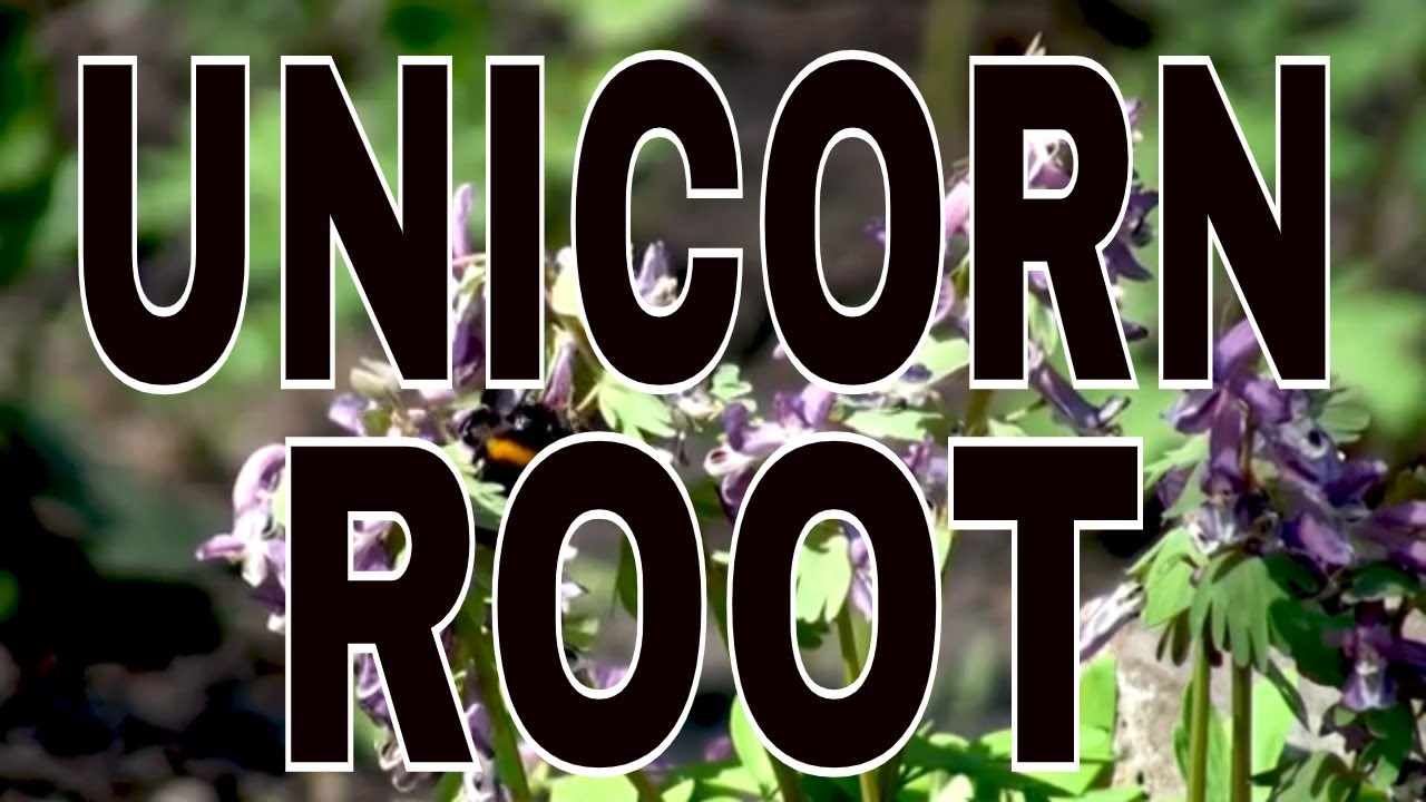 FALSE UNICORN ROOT - YouTube