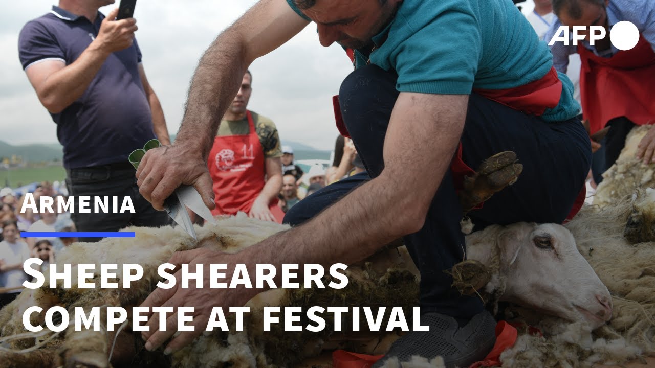 Armenian sheep shearers compete at festival | AFP - YouTube