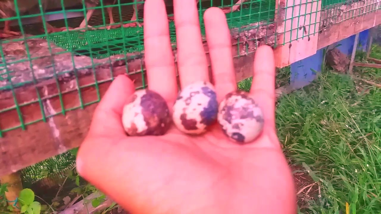 Penerangan burung puyuh daging Malaysia - YouTube