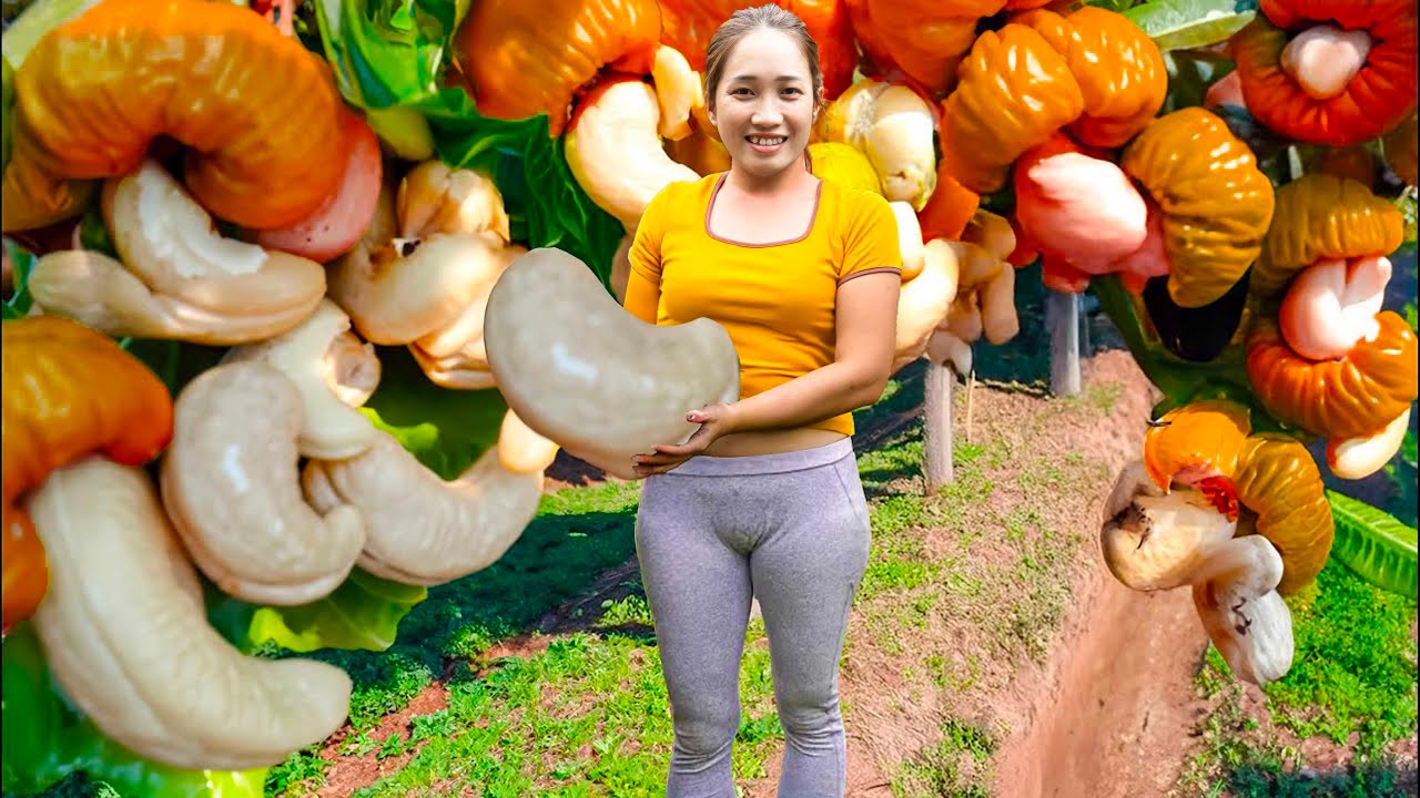 HOW Harvest CASHEW NUT LAUGHED - the strange fruit and how to prepare ...
