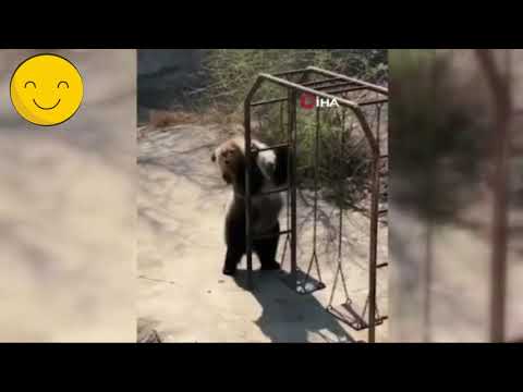 Deli dolu dans - Ruh halim :)