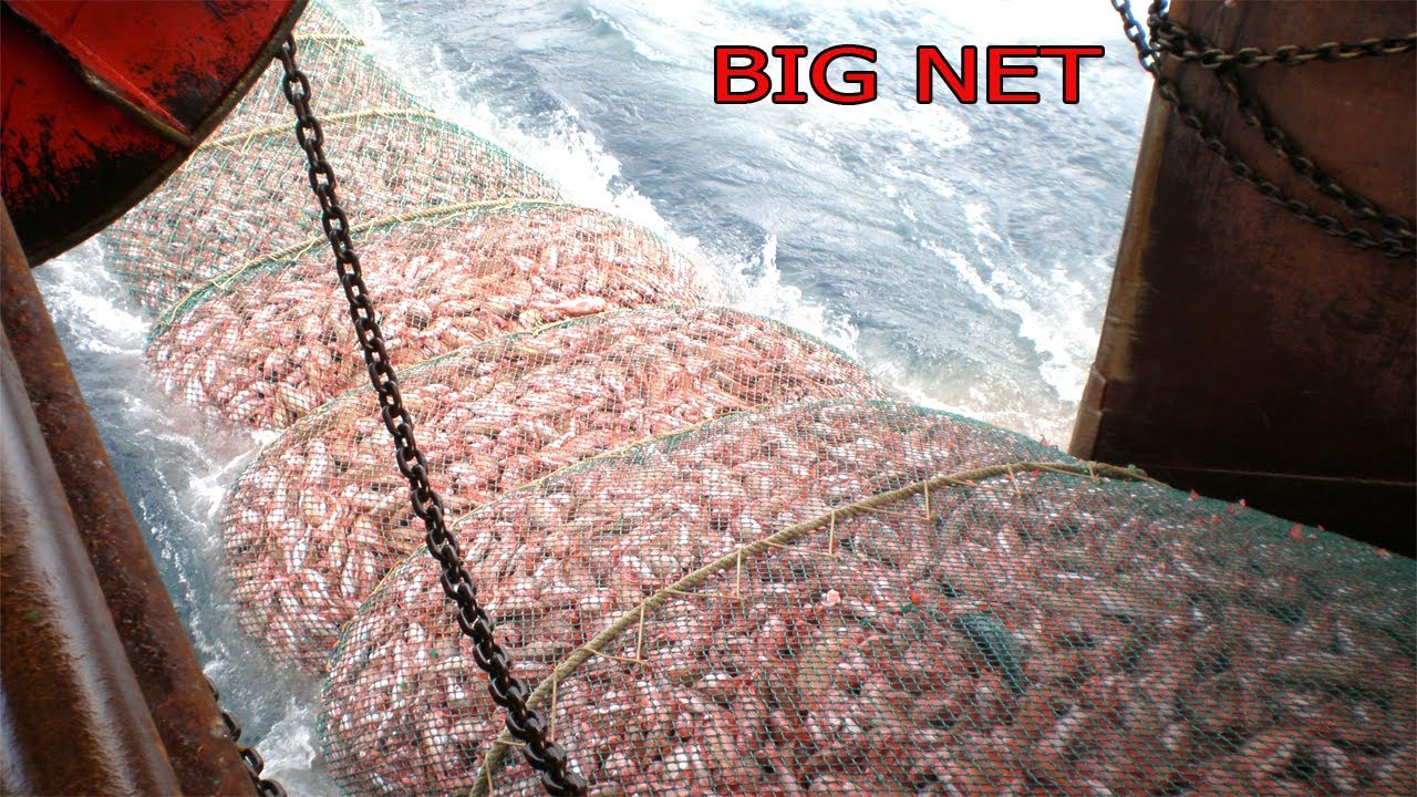Hauling Net Fishing Big Catch and Processing Hundreds Tons Fish on a ...