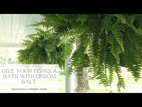 How To Water Ferns With Epsom Salt