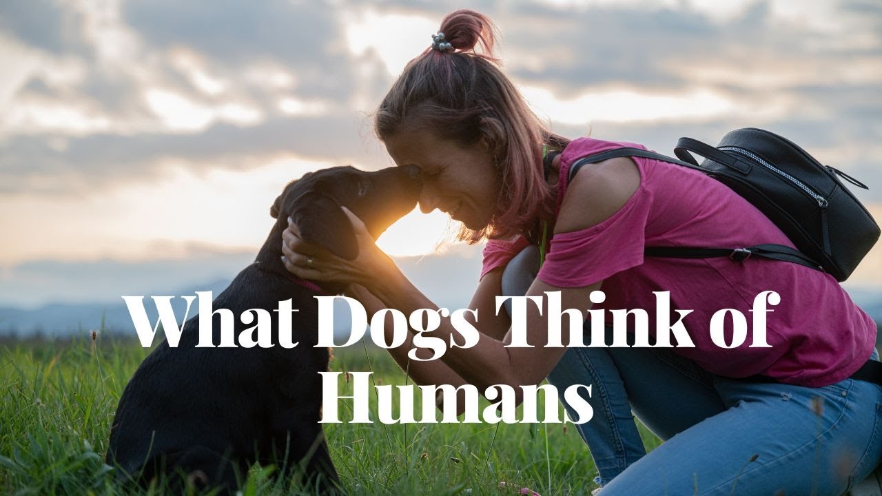 What Dogs Think of Humans | Insights into Canine Perspective - YouTube