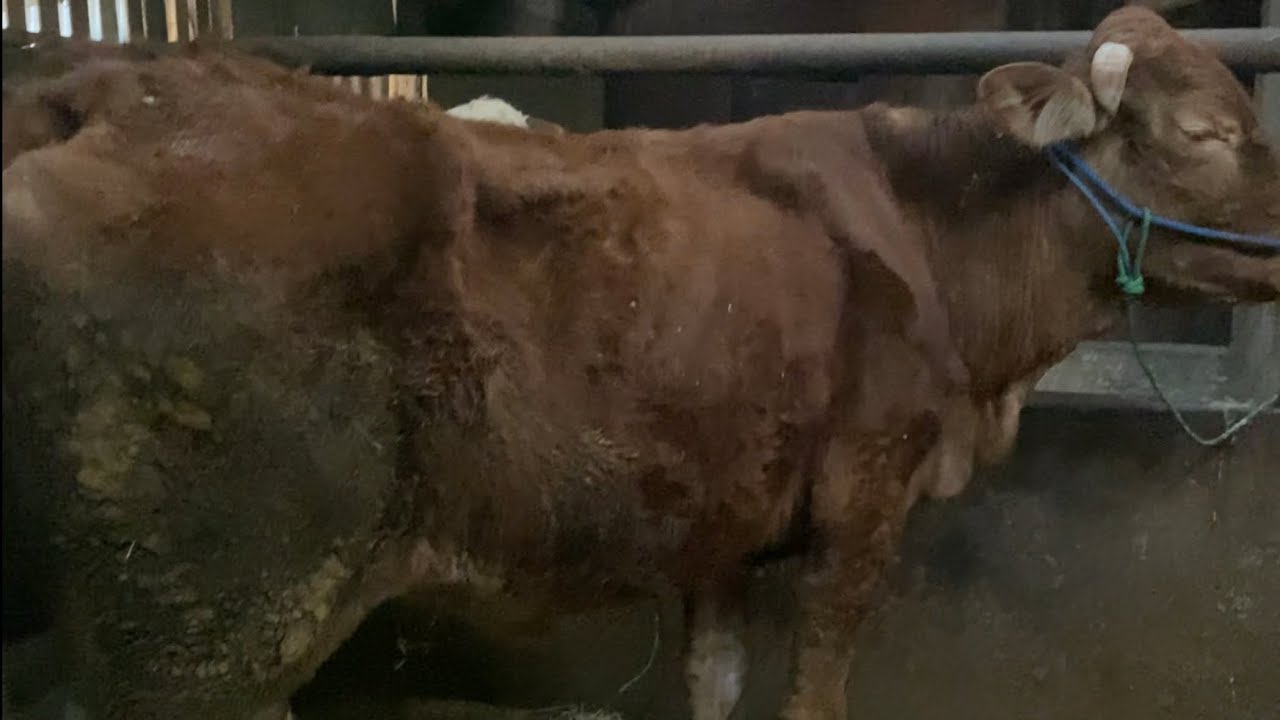 BENGKEL SAPI INI RAHASINYA SAPI KURUS JADI GEMUK - YouTube