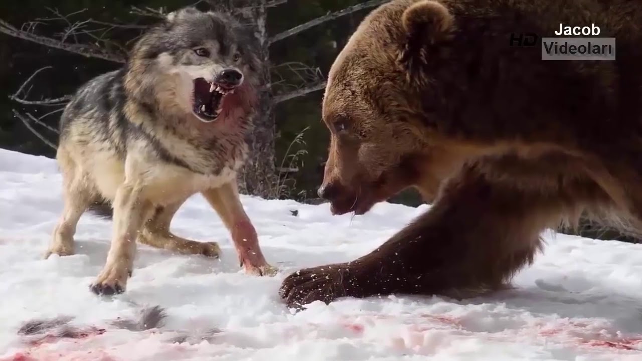 LEOPARD vs CARACAL CAT Real Fight Eagle Snake Grizzly Bear Wild Wolf ...