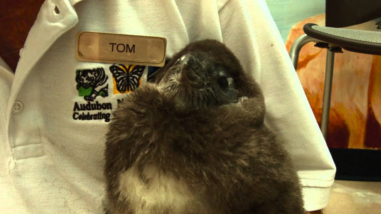 Raising a Baby Penguin Chick at Audubon Aquarium of the Americas - YouTube