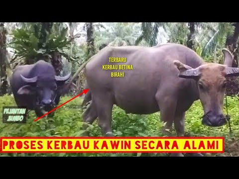 proses perkawinan kerbau secara alami [ketika di masa birahi]