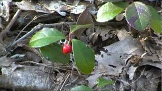 Foraging Edible Plants - Wintergreen | Wild Food