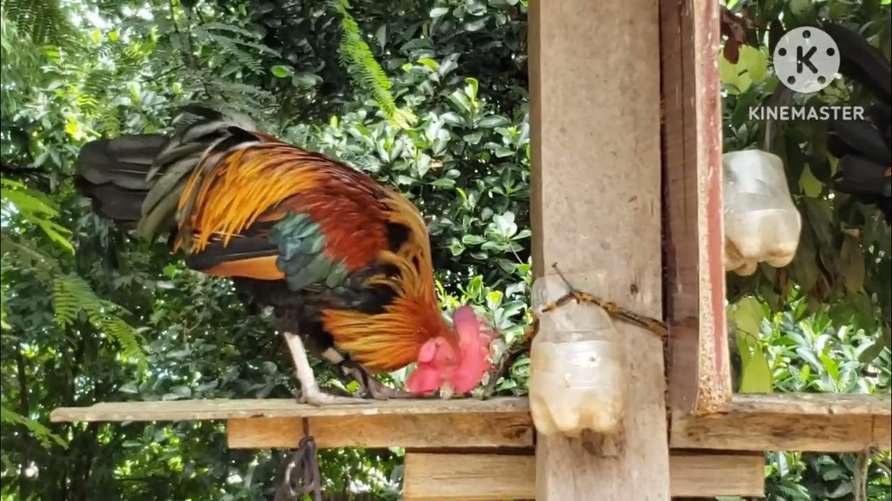 coj peb mu saib yawm yij cov qaib f1 f2 nyob 516 ua ke 10 /9/24 - YouTube