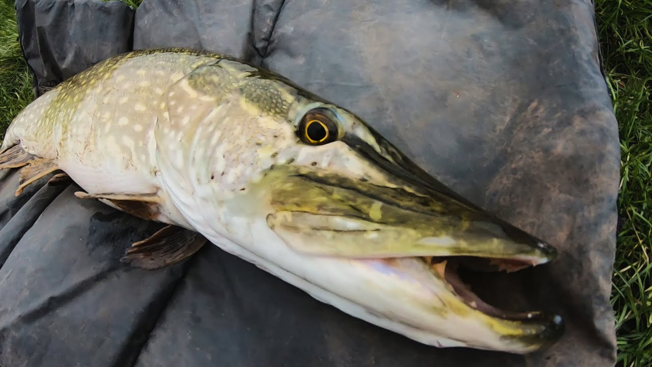 Winter Pike Fishing in the U.K. - YouTube