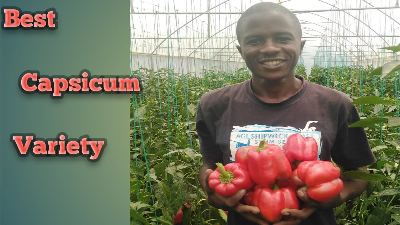 The Best greenhouse Capsicum /pepper varieties every farmer should grow ...
