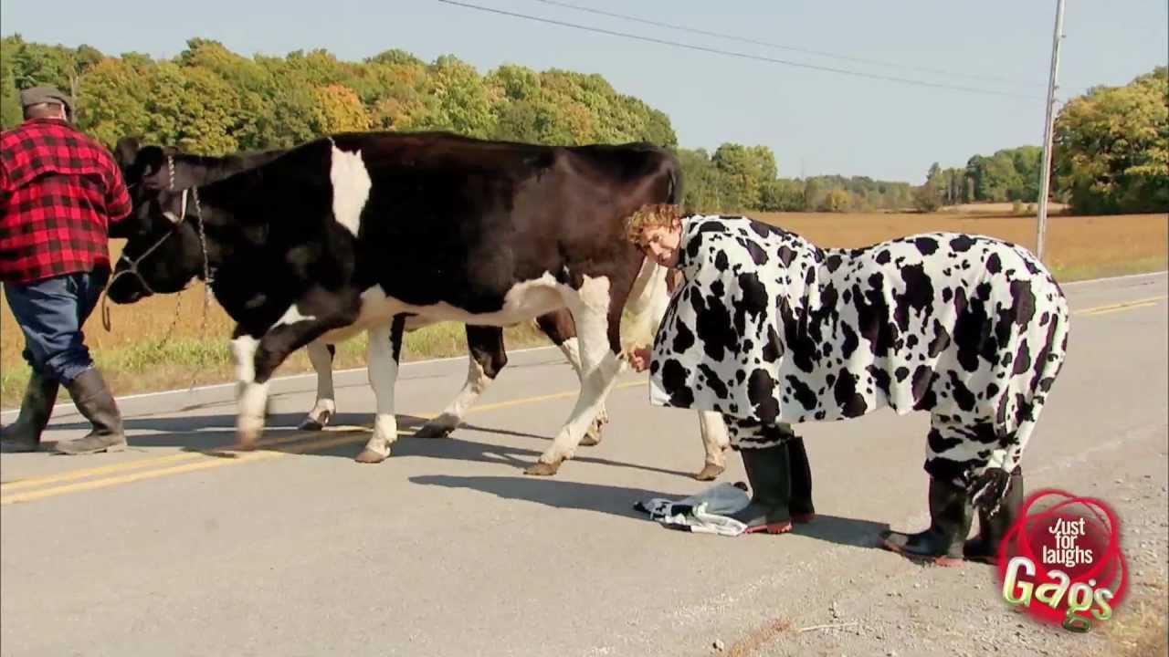 Most Wanted Cow Fugitive Prank - YouTube
