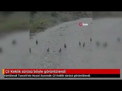 Yol ortasındaki Çil Keklik sürüsü güzel görüntüler oluşturdu