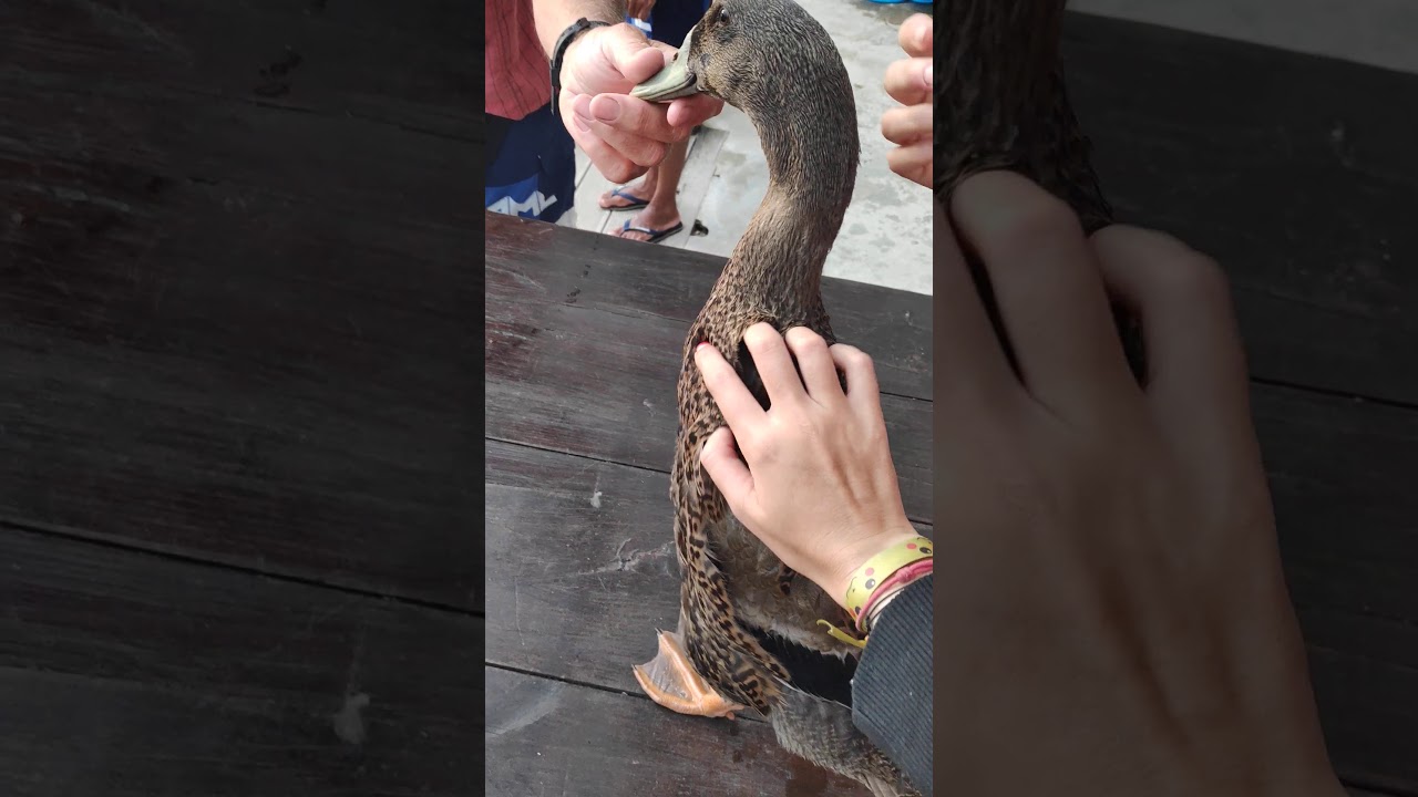 petting duck - YouTube