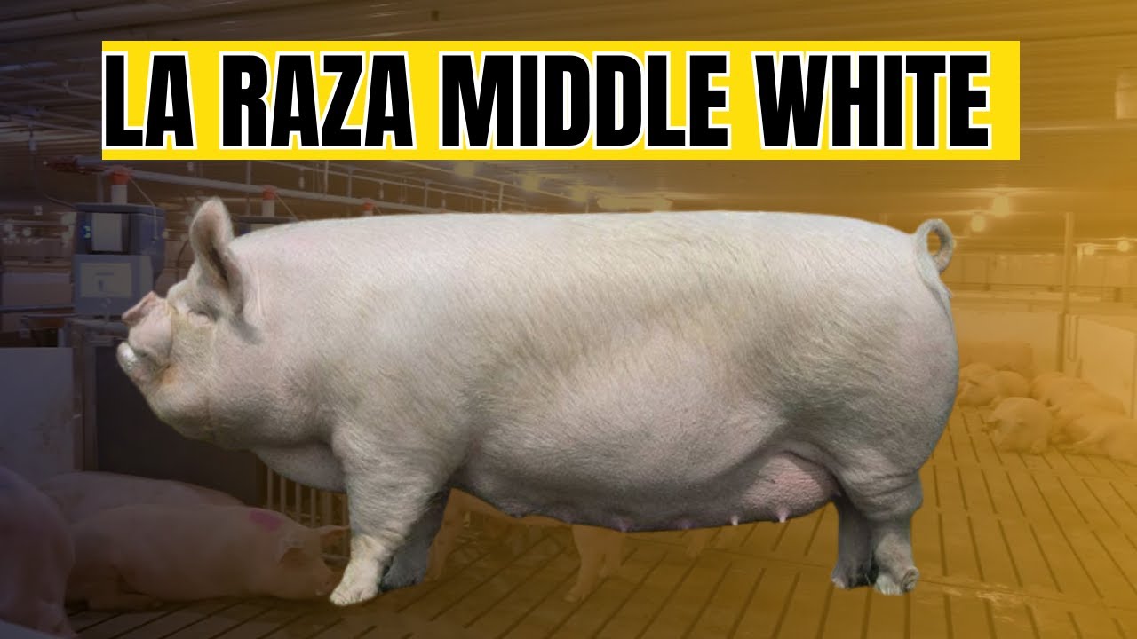 Raza de cerdos Middle White, origen, historia y características - YouTube