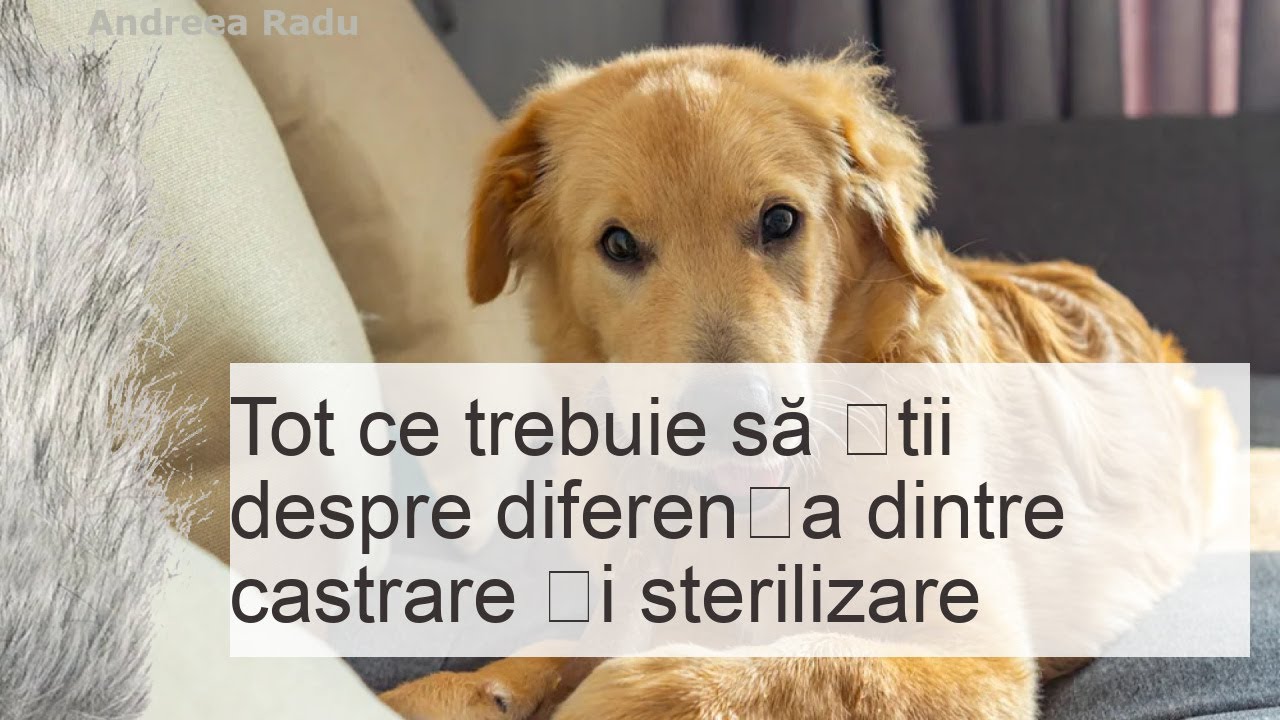 Castrarea sau sterilizarea pisicii si cainelui. Care este diferenta ...