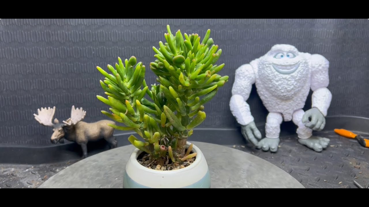 Gollum Jade Chptr II Bald Yeti - YouTube