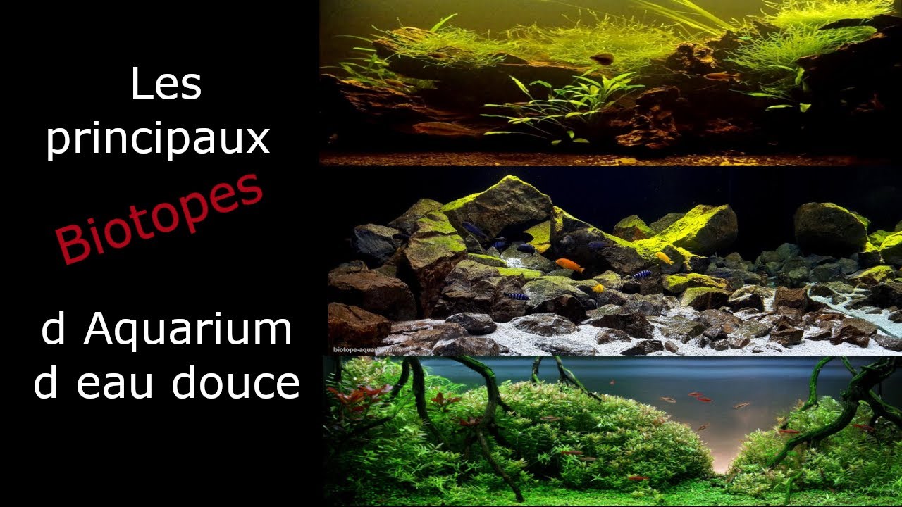 Les principaux biotopes d aquarium d eau douce - YouTube