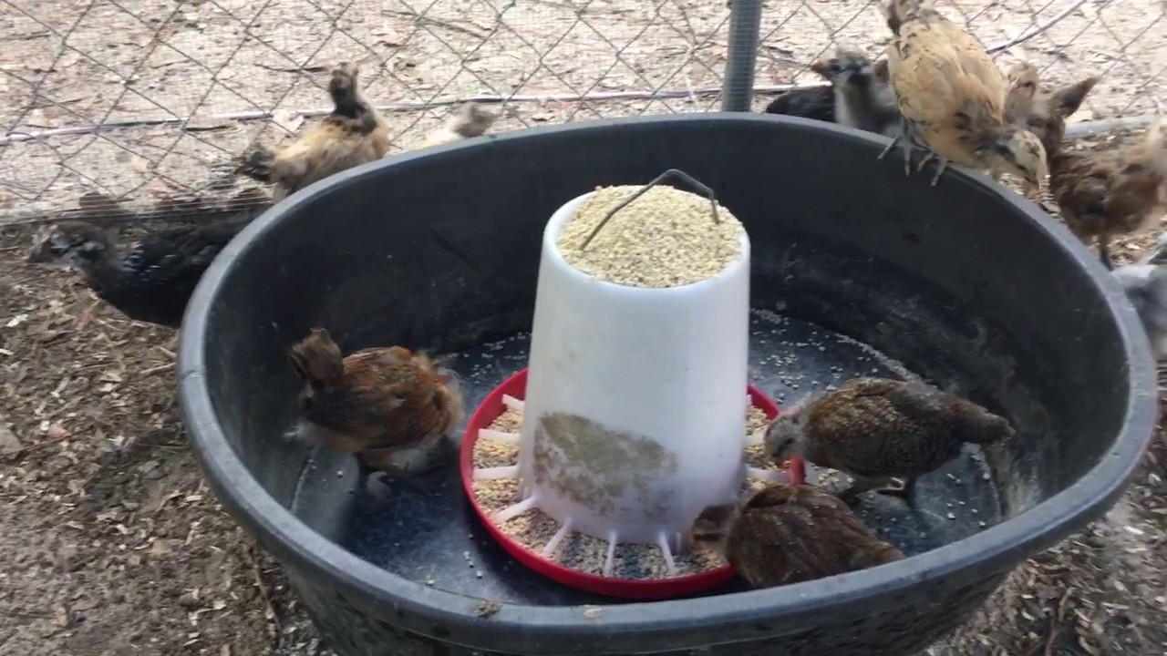 2017 Chicks at One Month - YouTube