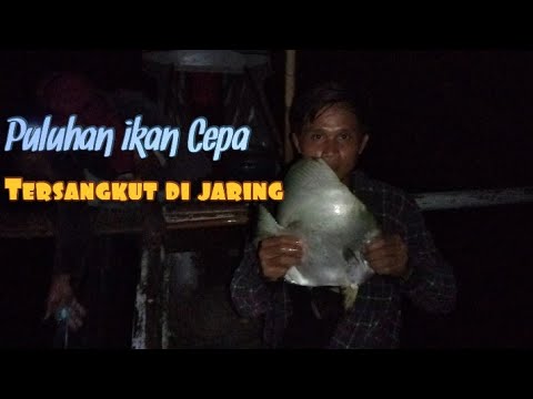 Diserbu puluhan ikan cepa🔥🐟🐠🐟 - YouTube