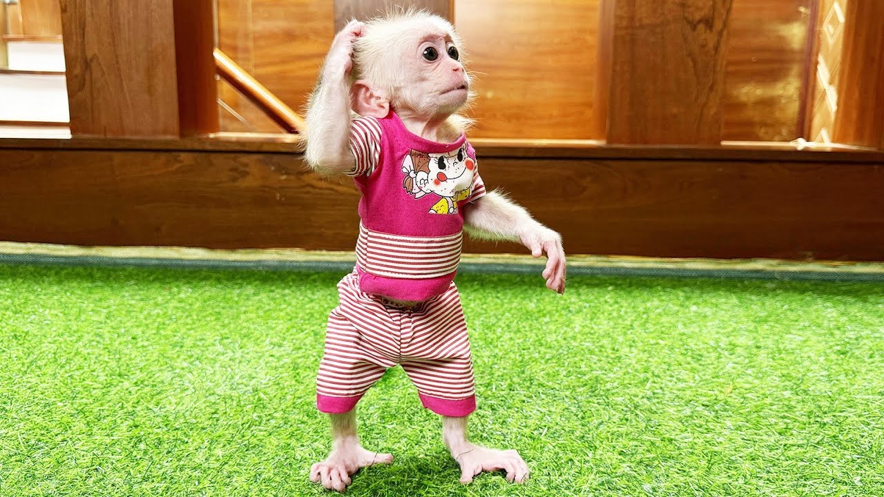 Kyo monkey's super beautiful fashion - YouTube